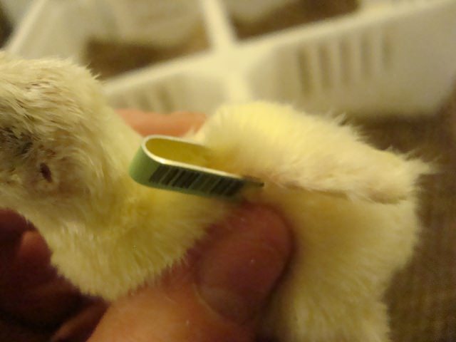 Pheasant.com Blog | Wing Banding-Why and How We Do It