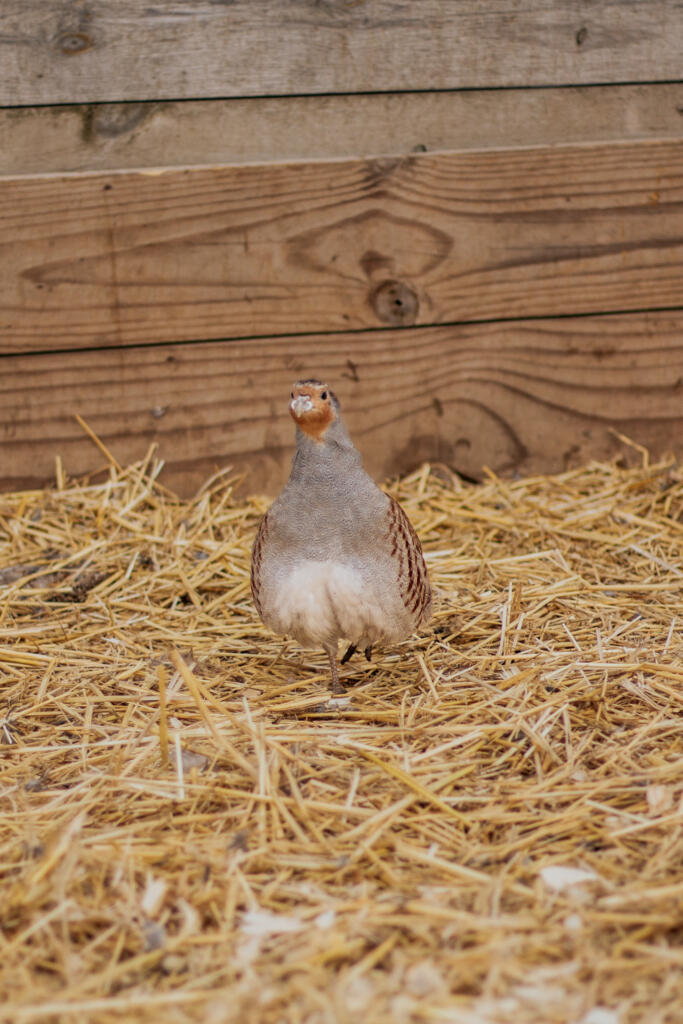 Choosing the Best Bedding for Pheasants and Game Birds | Pheasant.com Blog