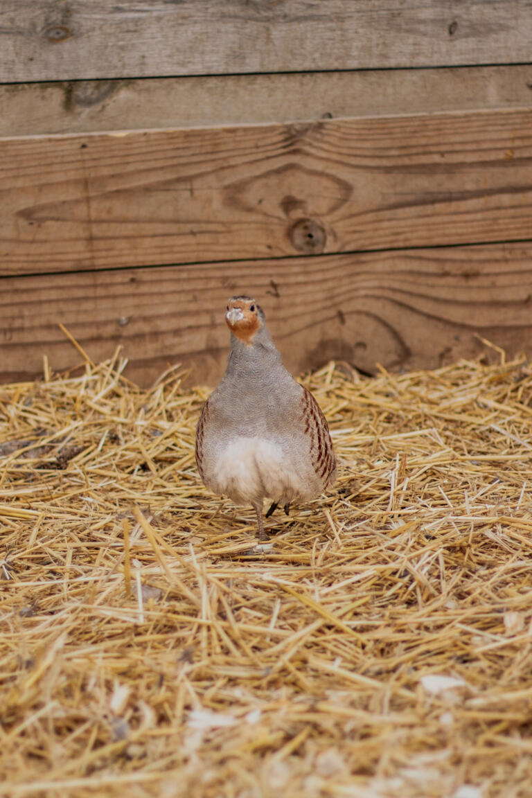 Choosing the Best Bedding for Pheasants and Game Birds | Pheasant.com Blog