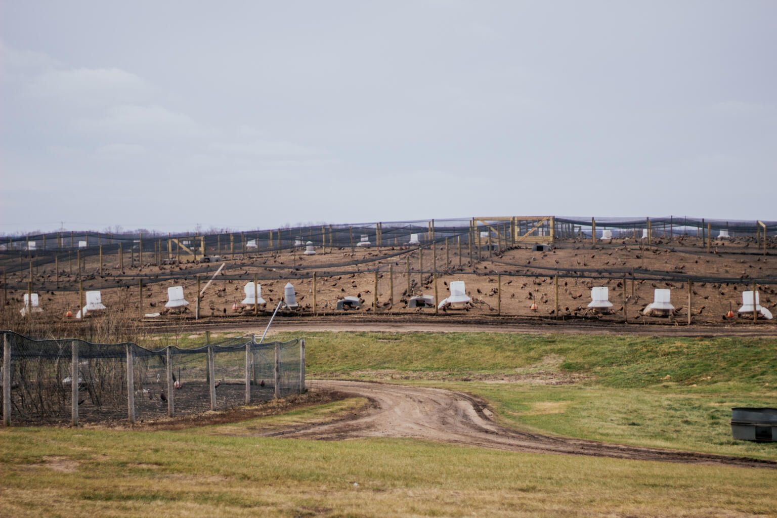 The Circle of Pheasant Farming Sanitation | Pheasant.com Blog