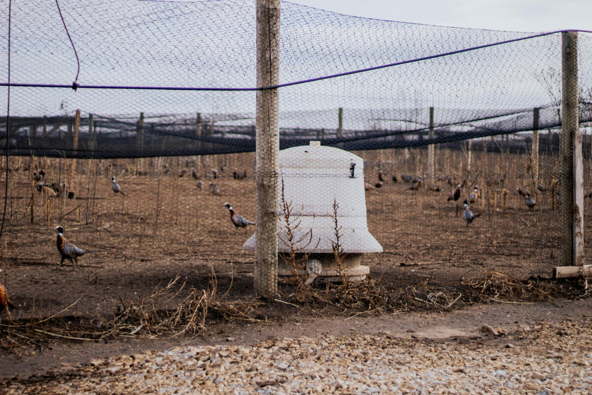 How To Construct Durable Pheasant Flight Pens | Pheasant.com Blog