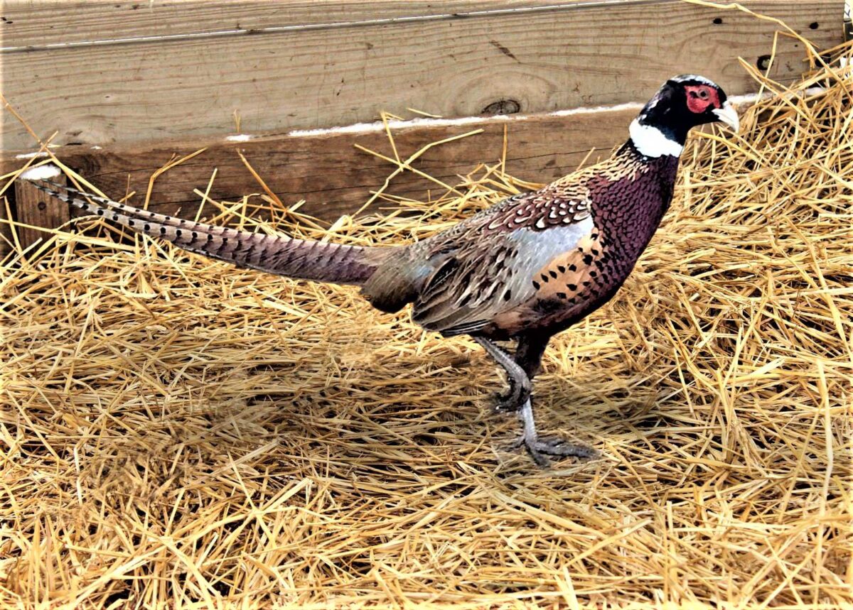 Pheasant.com Blog | MacFarlane Pheasants