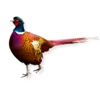 MacFarlane Pheasants | America's Largest Pheasant Farm