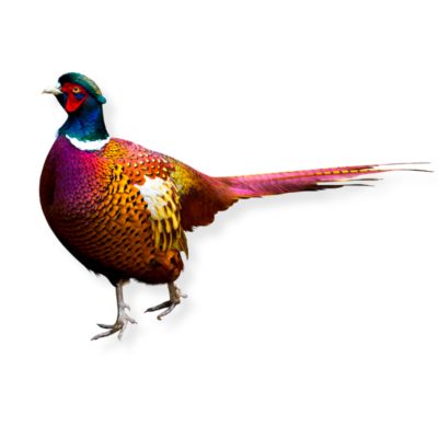 How To Construct Durable Pheasant Flight Pens | Pheasant.com Blog