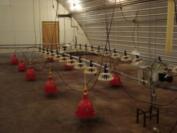 Tips For Baby Pheasant Raising from MacFarlane Pheasants Inc