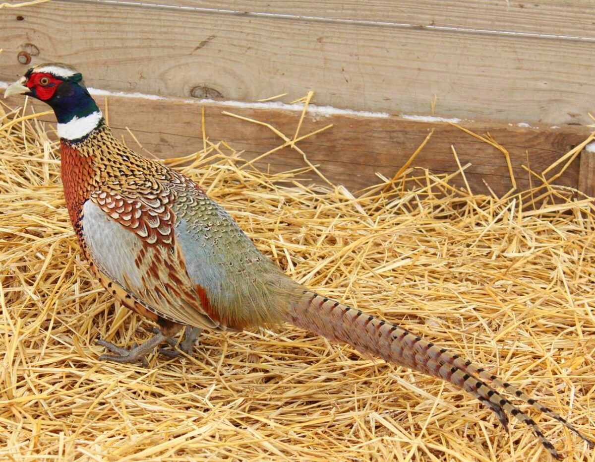 Ring-necked Pheasant | History, Information, Facts