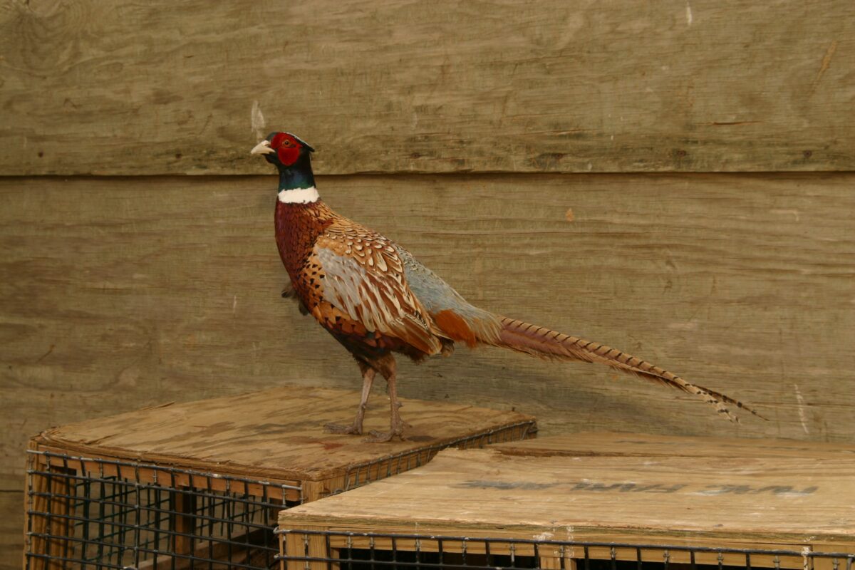 Pheasant.com Blog | MacFarlane Pheasants