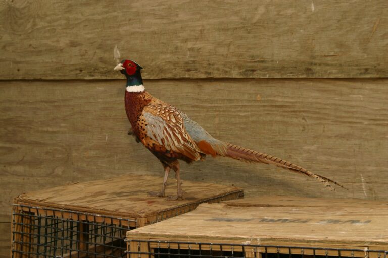 Our Milton Farm in 2024! | Pheasant.com Blog