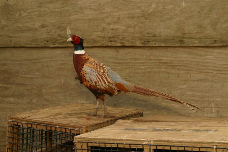 Pheasant.com Blog | MacFarlane Pheasants