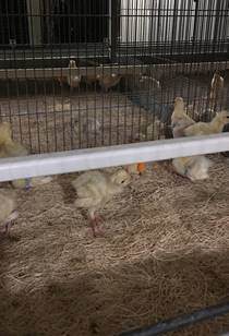 Clean Water Lines in MacFarlane Pheasants Inc. Barns Are Critical | Pheasant.com Blog