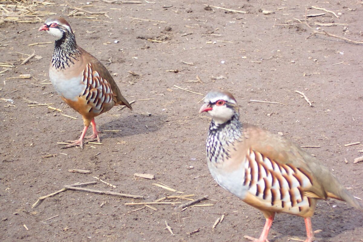 Differences between Hungarian and Chukar Partridges | Pheasant.com Blog