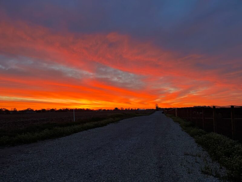 How To Construct Durable Pheasant Flight Pens | Pheasant.com Blog
