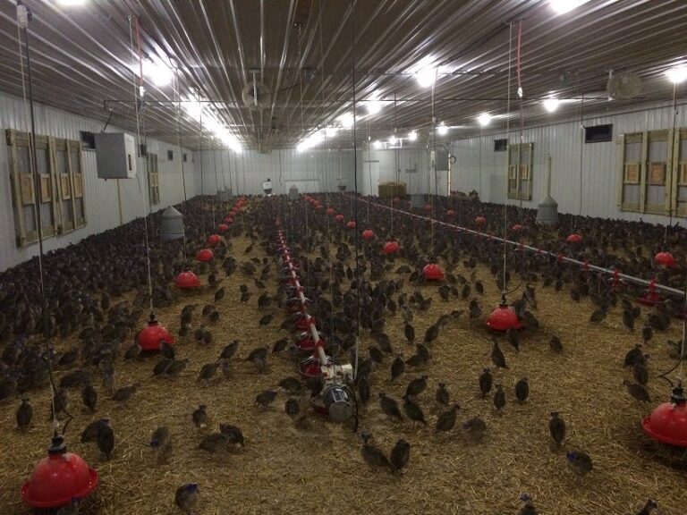 Barn Maintenance at MacFarlane Pheasants’ Milton Farm | Pheasant.com Blog