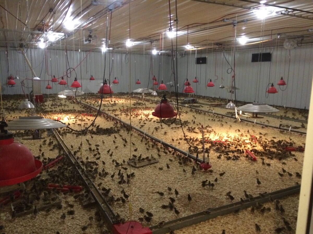 The History of MacFarlane Pheasants, Part 2: All in the Family | Pheasant.com Blog