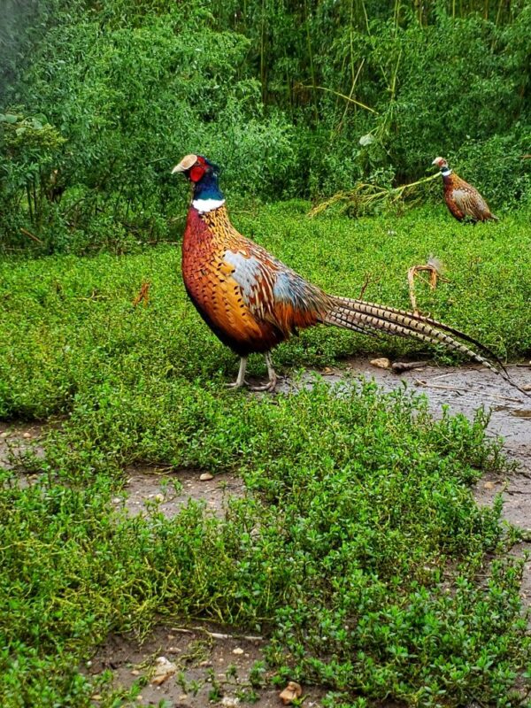 Extra Large Ringneck Pheasants Archives | MacFarlane Pheasants, Inc.