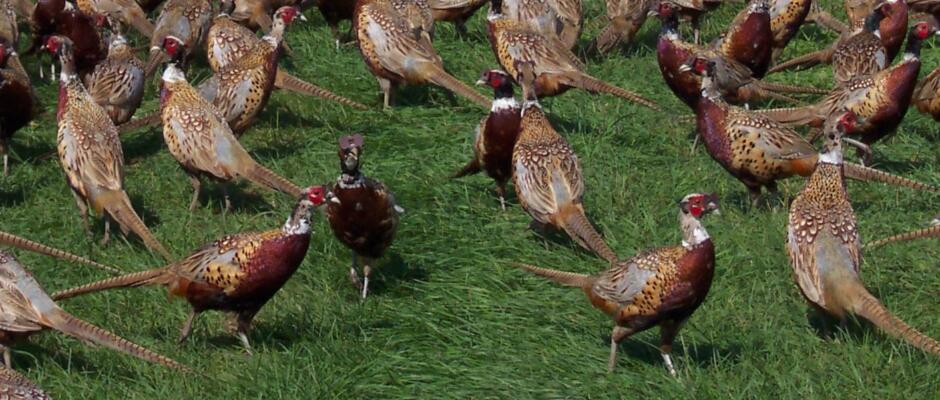 What is the Largest Pheasant Breed Offered at MacFarlane Pheasants? | Pheasant.com Blog
