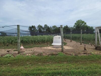 Differences between Hungarian and Chukar Partridges | Pheasant.com Blog