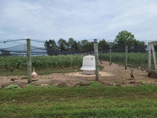 Pheasant.com Blog | MacFarlane Pheasants