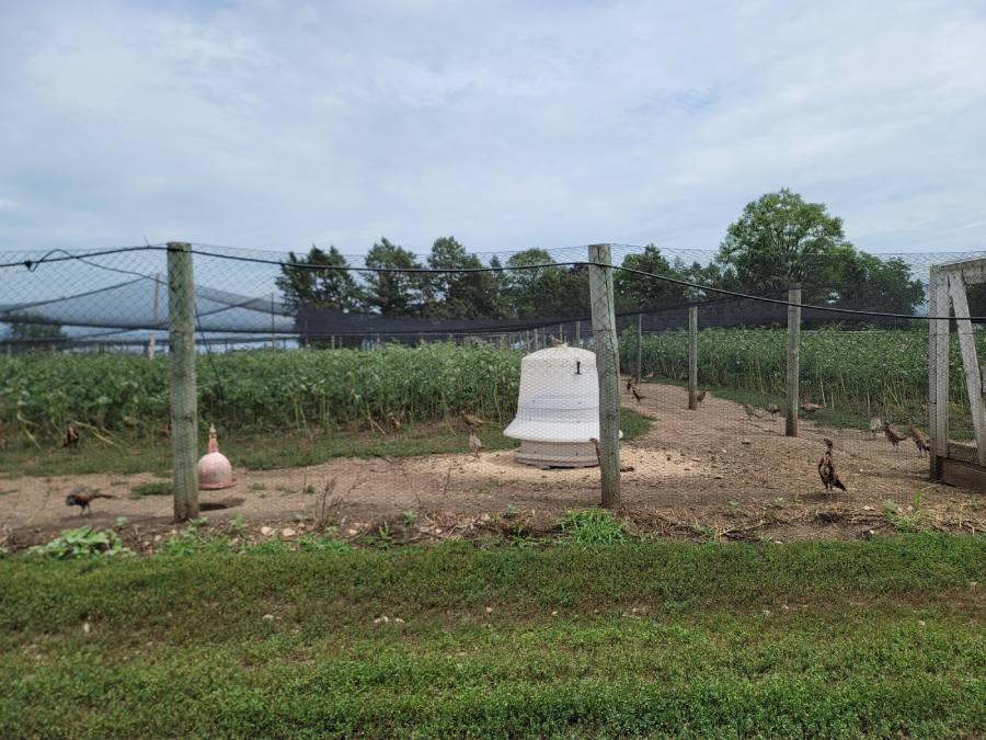 Recovery Update from MacFarlane Pheasant Farm | Pheasant.com Blog