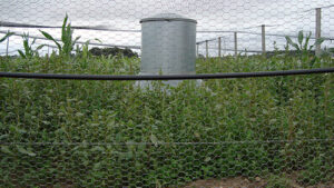 How To Construct Durable Pheasant Flight Pens | Pheasant.com Blog