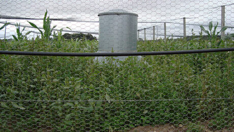 How To Construct Durable Pheasant Flight Pens | Pheasant.com Blog