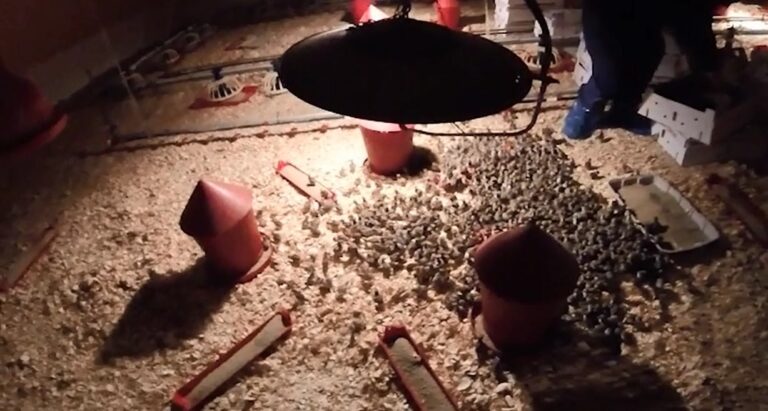 How To Construct Durable Pheasant Flight Pens | Pheasant.com Blog