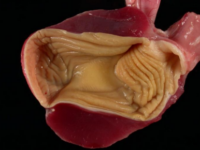 Learn The Anatomy of Avian Digestive System