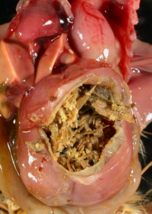 Learn The Anatomy of Avian Digestive System