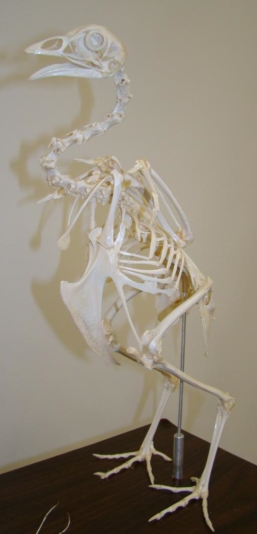 Anatomy & Bird Bones - Avian Skeletal System