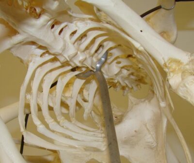 Anatomy & Bird Bones - Avian Skeletal System