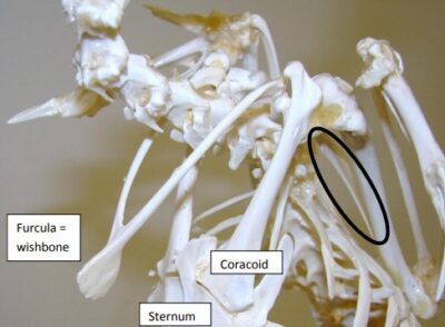 Anatomy & Bird Bones - Avian Skeletal System