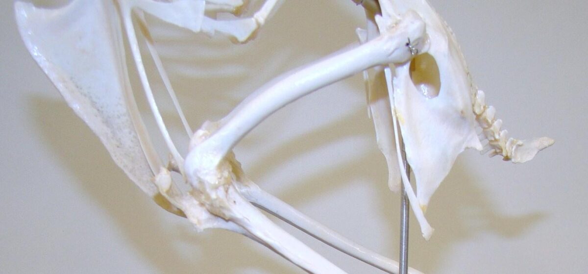 Anatomy & Bird Bones - Avian Skeletal System