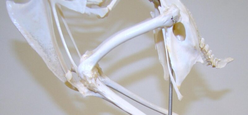 Anatomy & Bird Bones - Avian Skeletal System