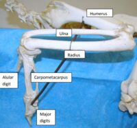 Anatomy & Bird Bones - Avian Skeletal System