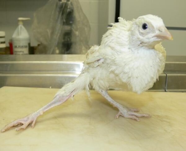 Anatomy & Bird Bones - Avian Skeletal System