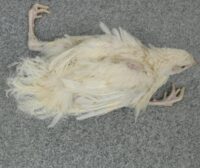 Anatomy & Bird Bones - Avian Skeletal System