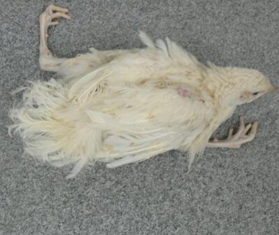 Anatomy & Bird Bones - Avian Skeletal System