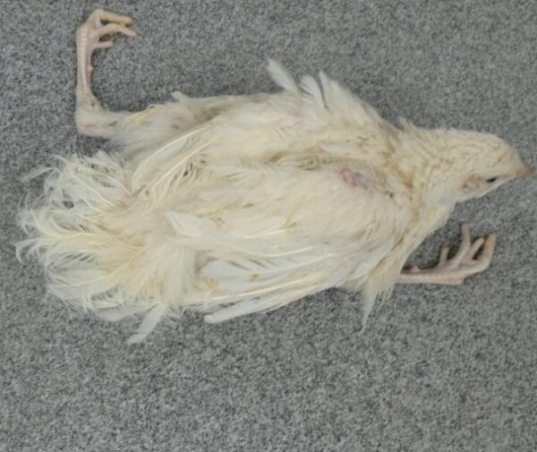 Anatomy & Bird Bones - Avian Skeletal System