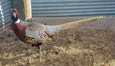 Pheasant Chicks--MacFarlane Pheasants, Inc