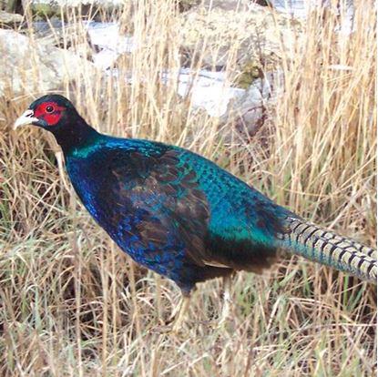 Pheasant History and Facts in the United States