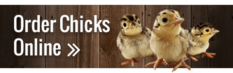 Pheasant Chick Prices From MacFarlane Pheasant Chicks