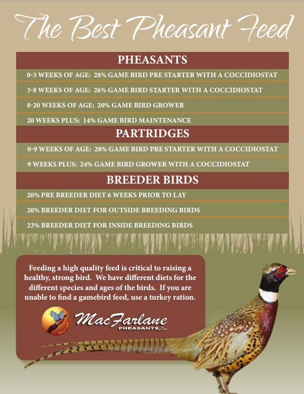 Pens - Common Questions on Raising Pheasants Outside in Pens