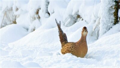 Pheasant.com Blog | MacFarlane Pheasants
