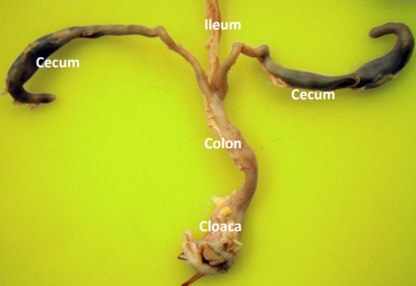Learn The Anatomy of Avian Digestive System