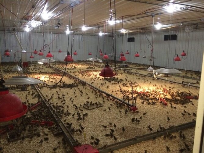 Tail Length and Genetics | Pheasant.com Blog