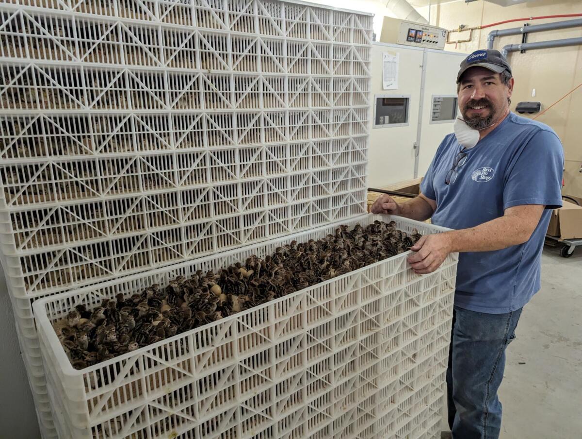 Pheasant.com Blog | MacFarlane Pheasants