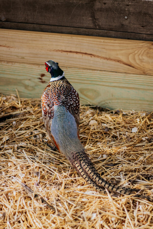 Pheasant Chicks--MacFarlane Pheasants, Inc