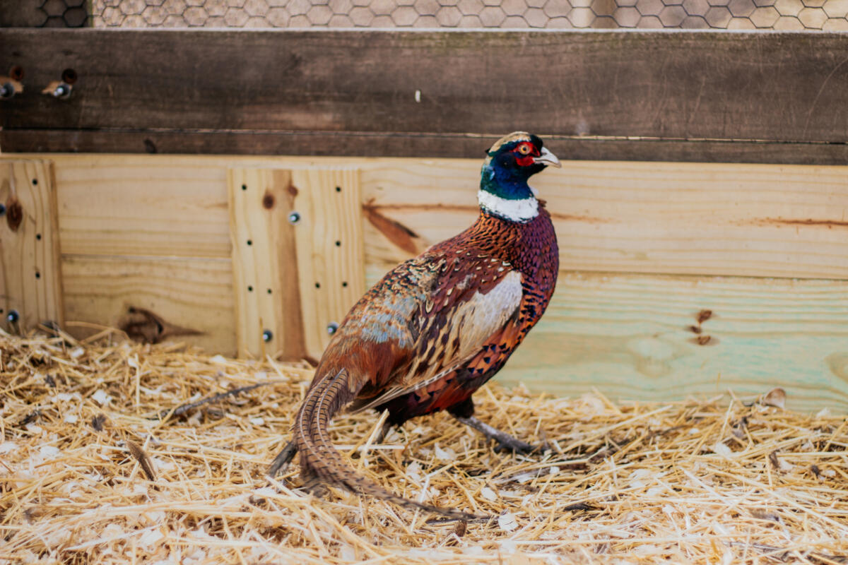 Pheasant Chicks--MacFarlane Pheasants, Inc