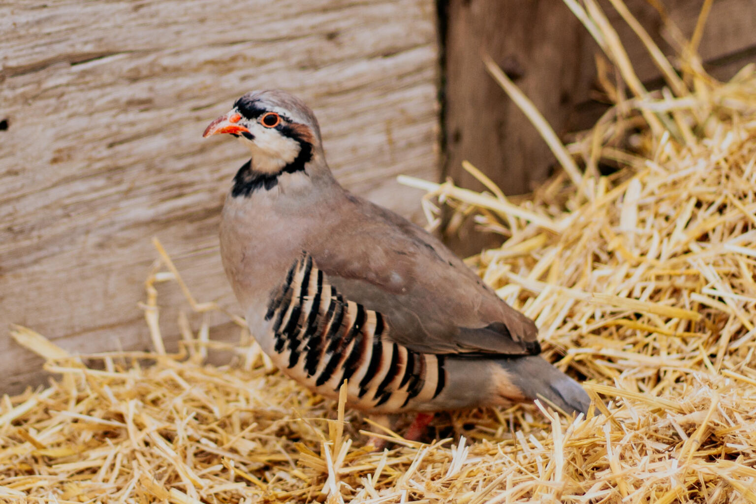 Popular Game Bird Breeds and What Makes Each One Unique | Pheasant.com Blog