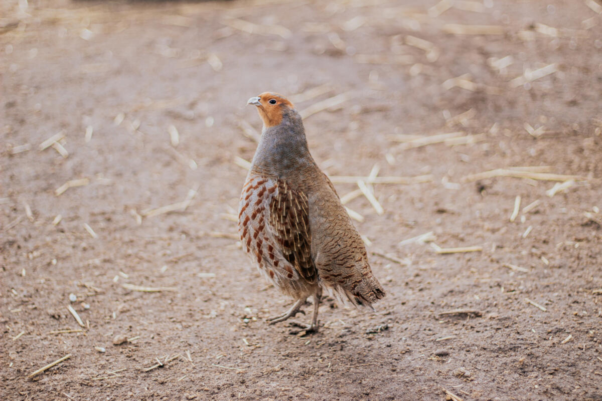Raising Hungarian Partridges is Challenging and Exciting! | Pheasant ...